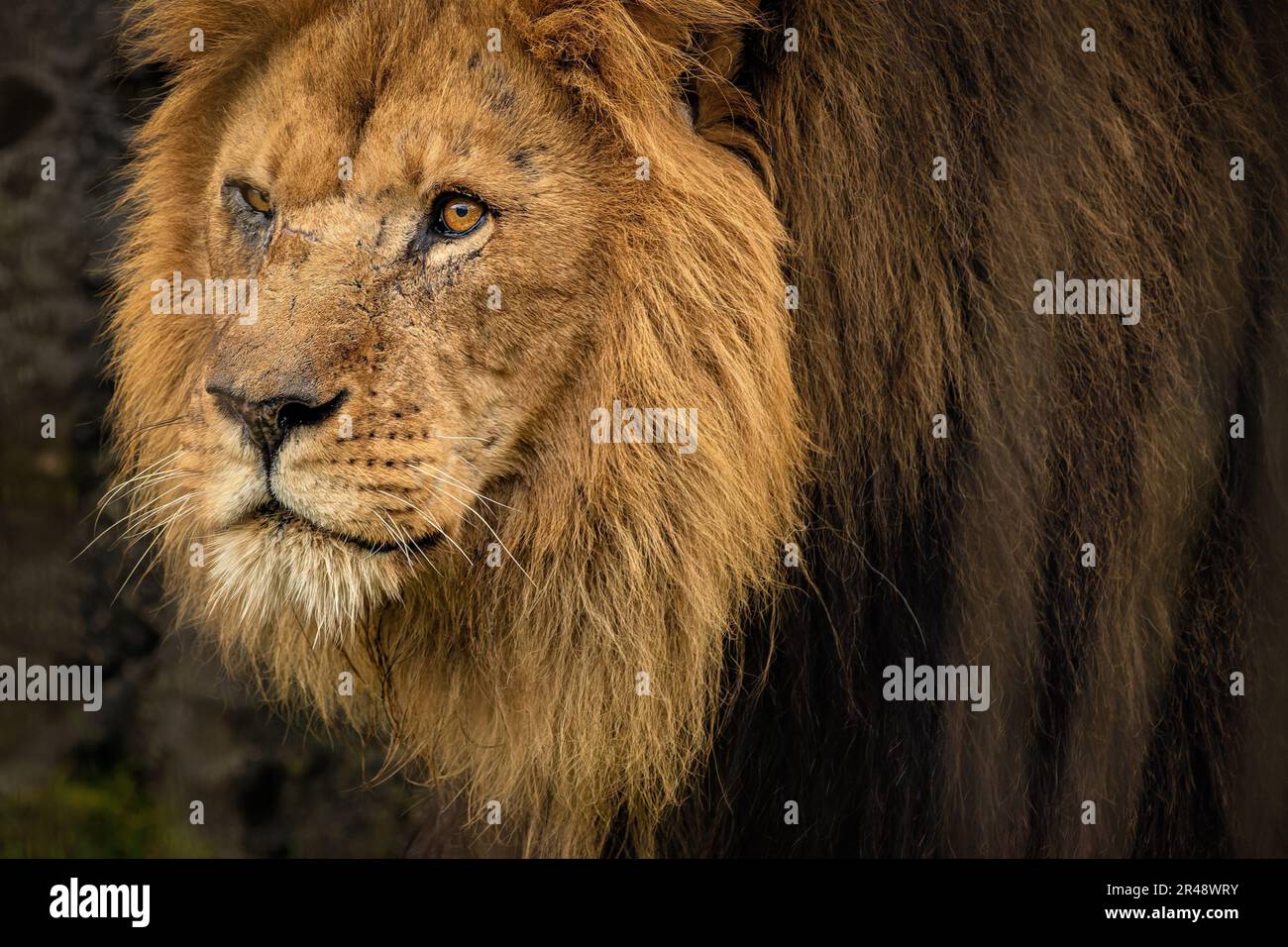 Regal looking lion hi-res stock photography and images - Alamy