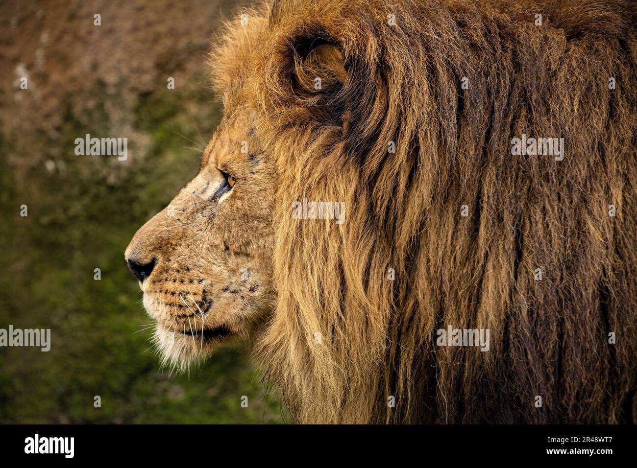 Regal looking lion hi-res stock photography and images - Alamy