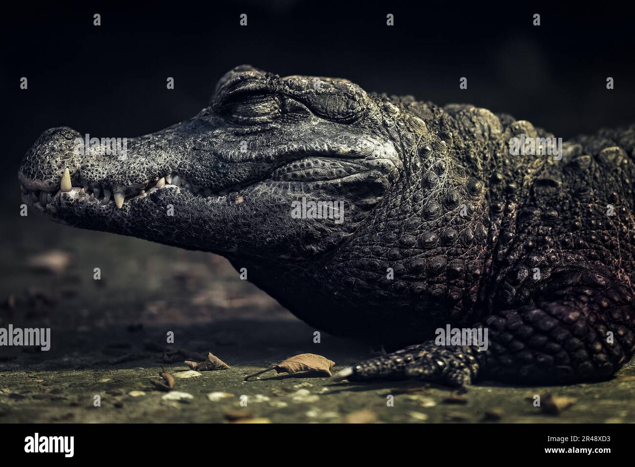 An Alligator lying on the ground in its natural habitat Stock Photo - Alamy
