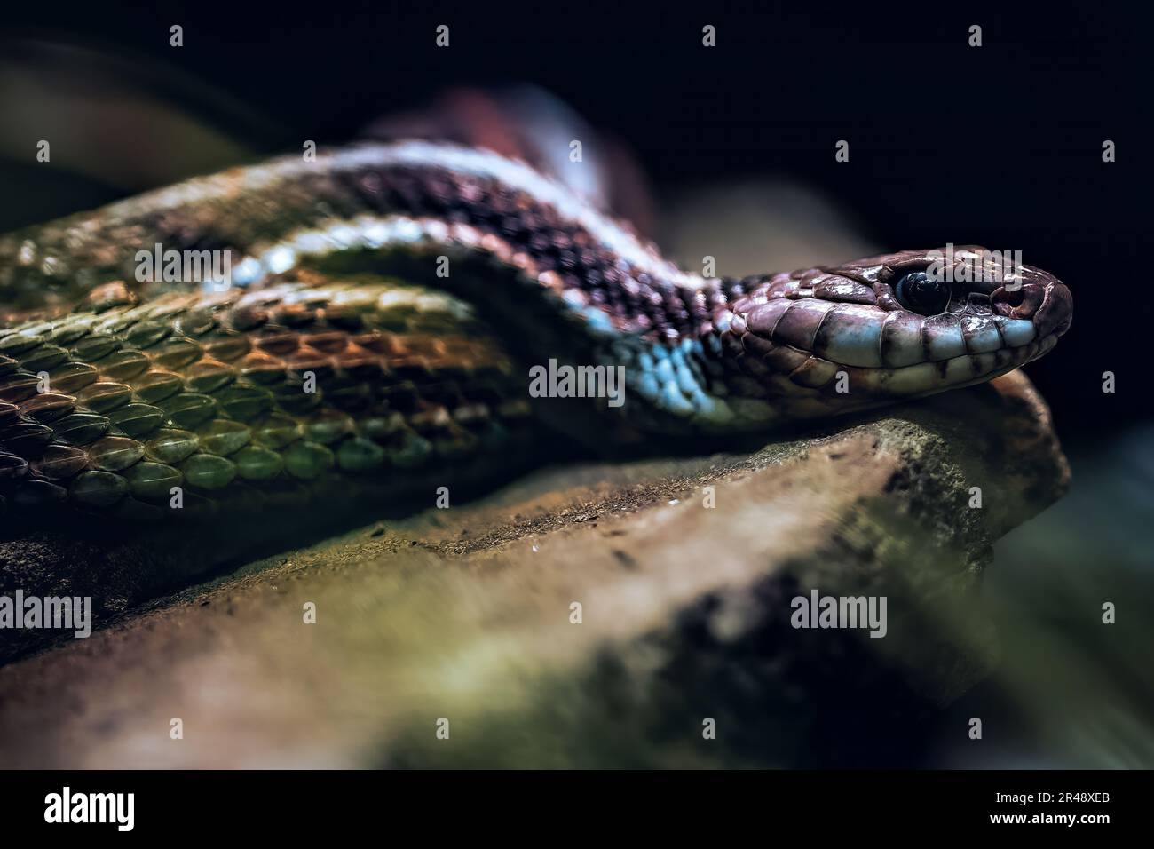 A snake coiling on rocky surface Stock Photo - Alamy