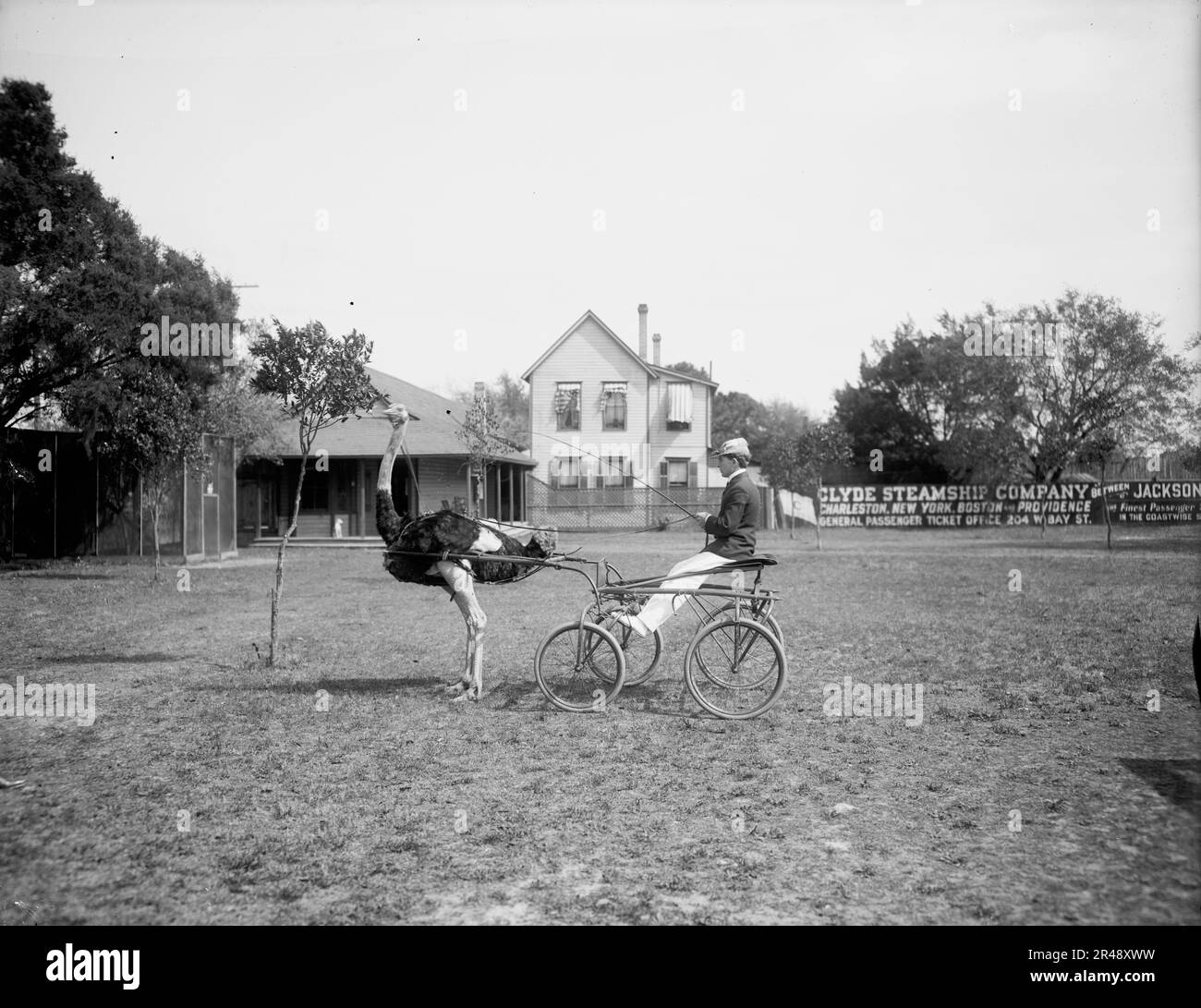 Oliver W., the famous trotting ostrich, Florida Ostrich Farm ...