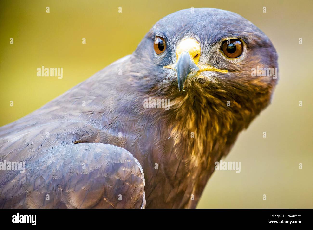 A buzzard bird looking away on blurred background Stock Photo - Alamy