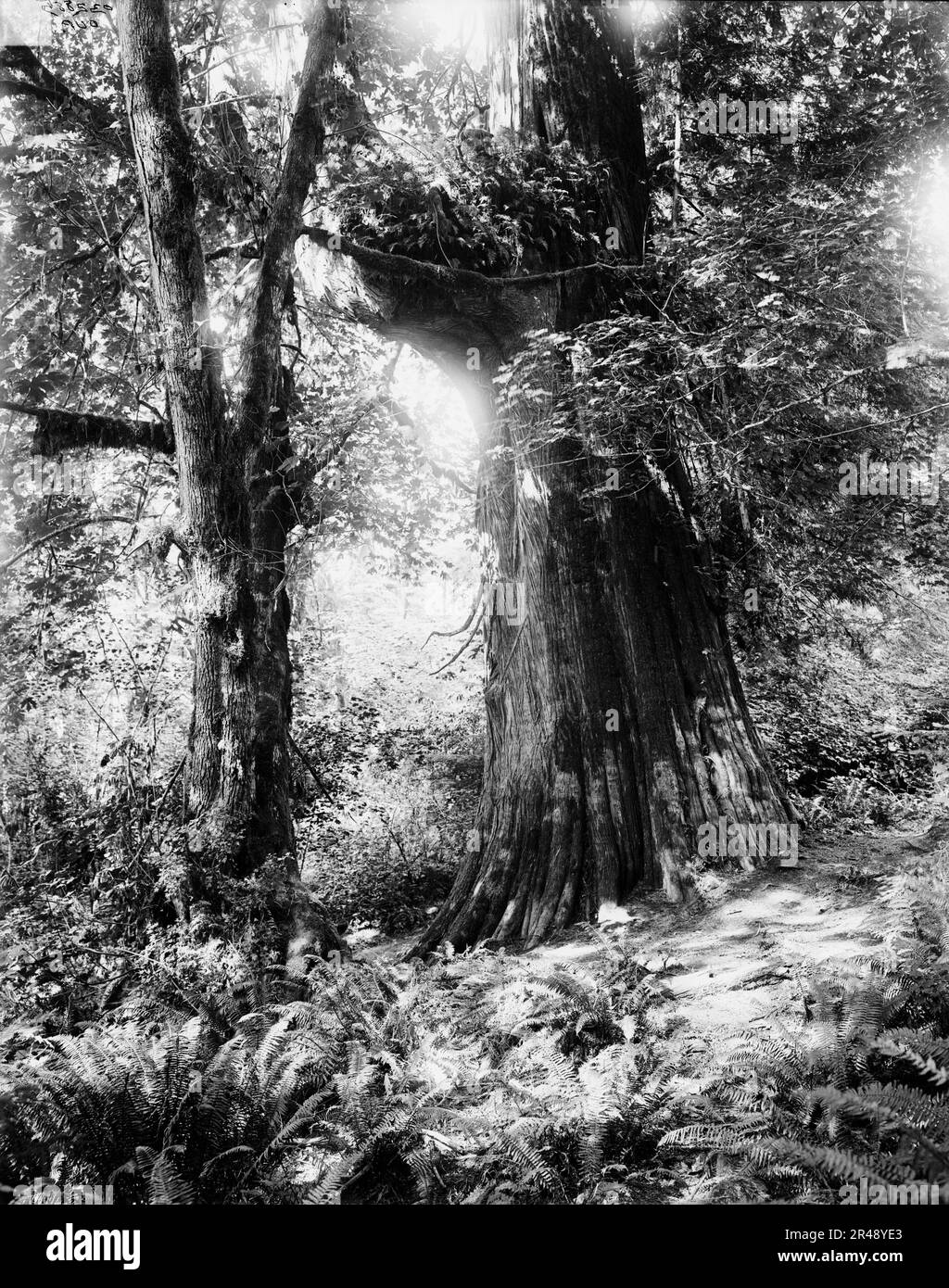 Big tree in Stanley Park, Vancouver, Canada, between 1900 and 1910 ...