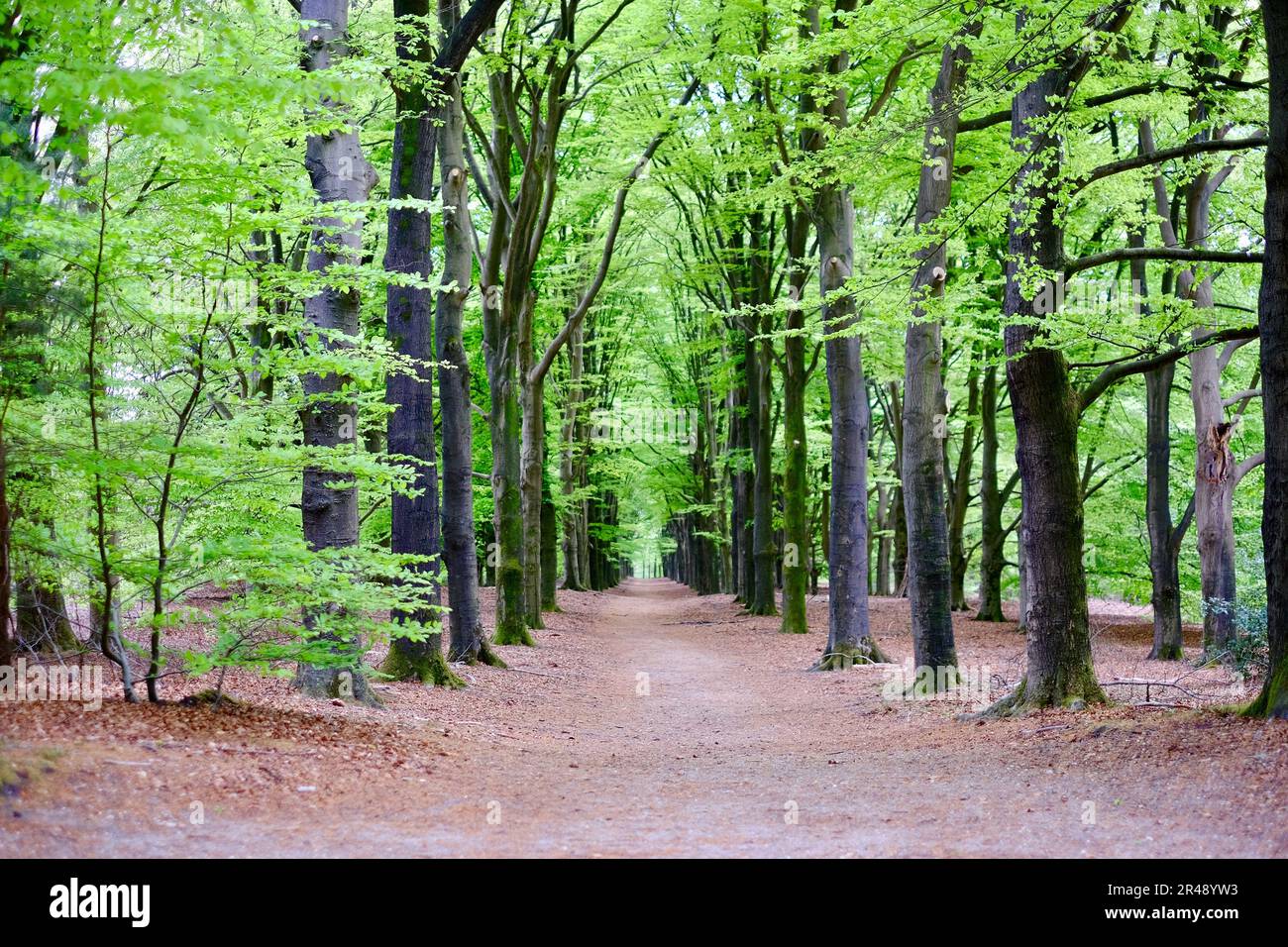 Forest pathway meanders through vibrant hi-res stock photography and ...