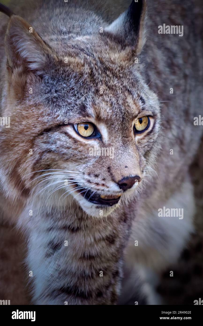 Profile of a lynx hi-res stock photography and images - Alamy