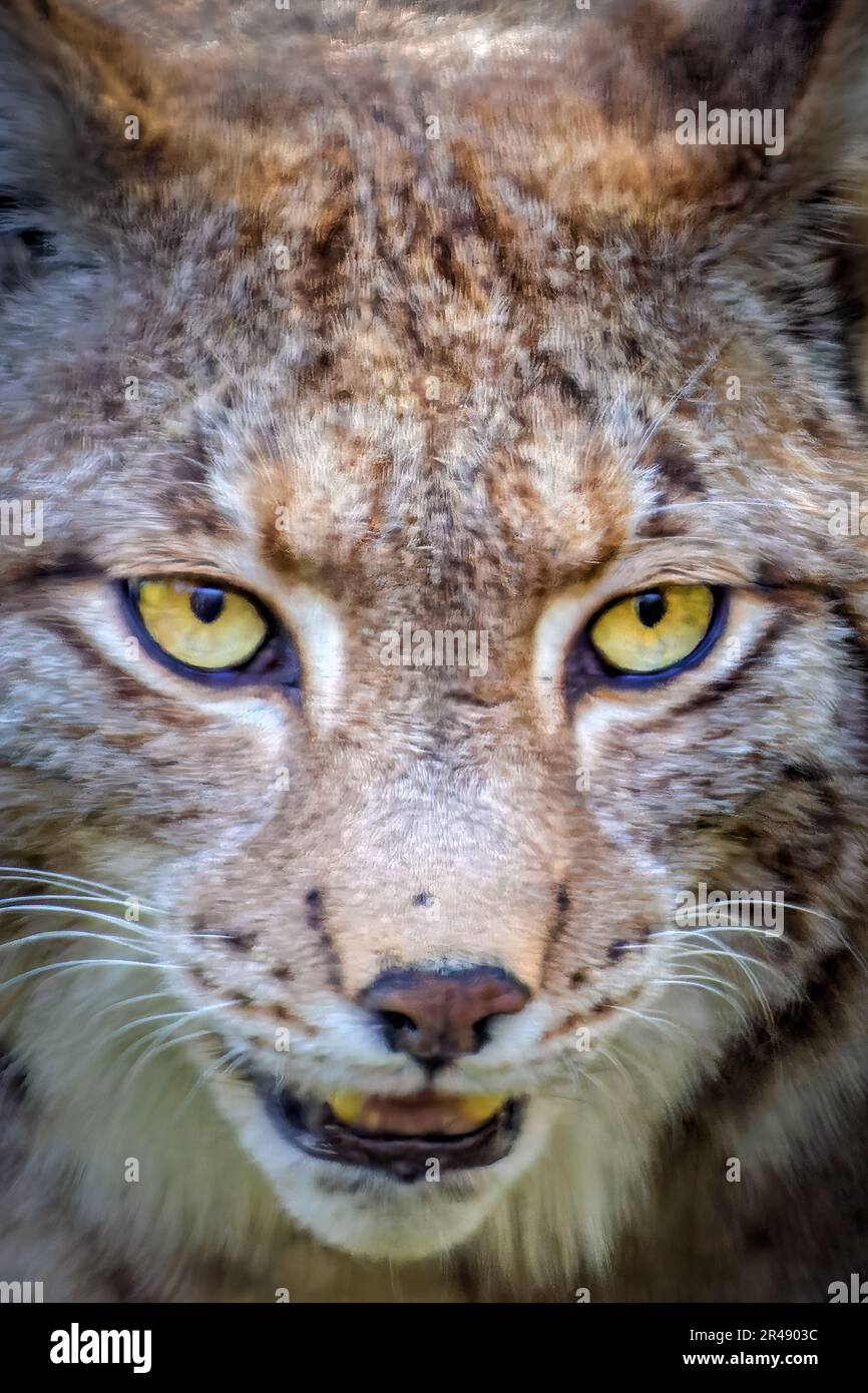 A closeup of lynx with yellow eyes Stock Photo - Alamy