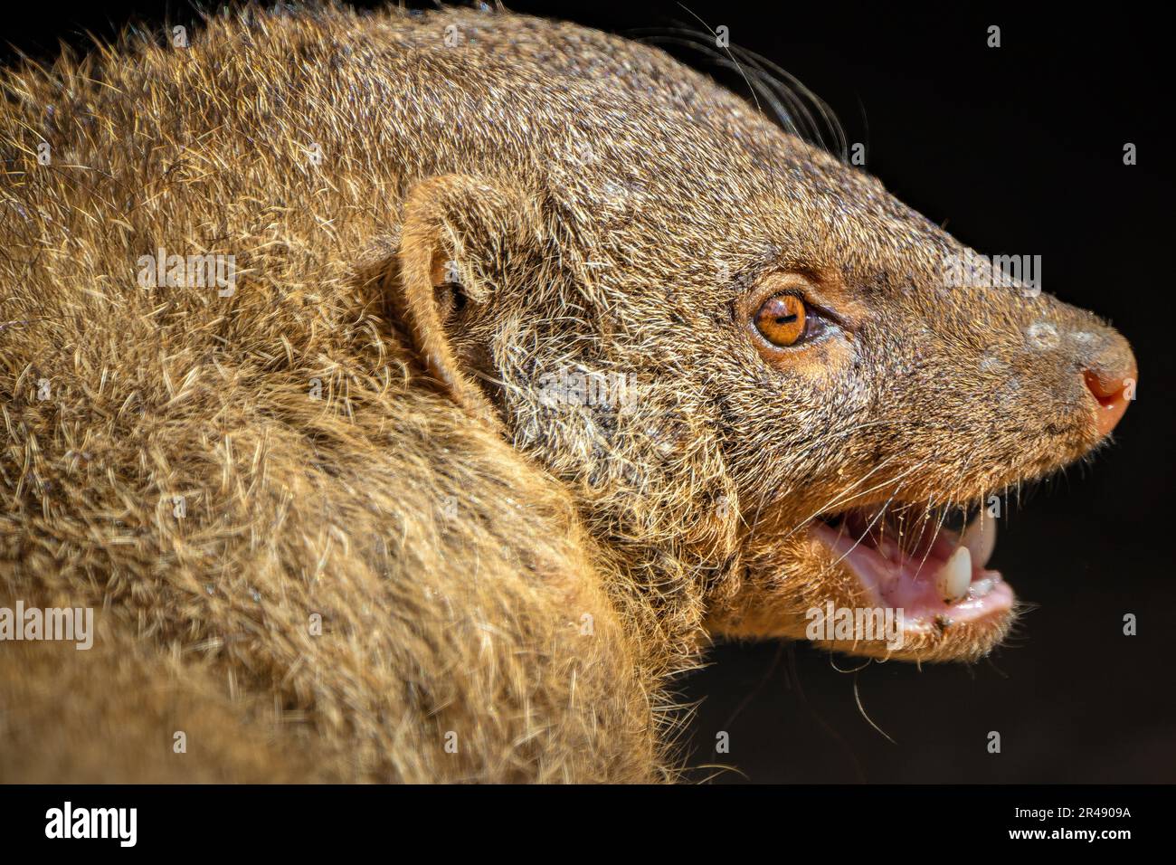 A brown mongoose with open mouth Stock Photo - Alamy