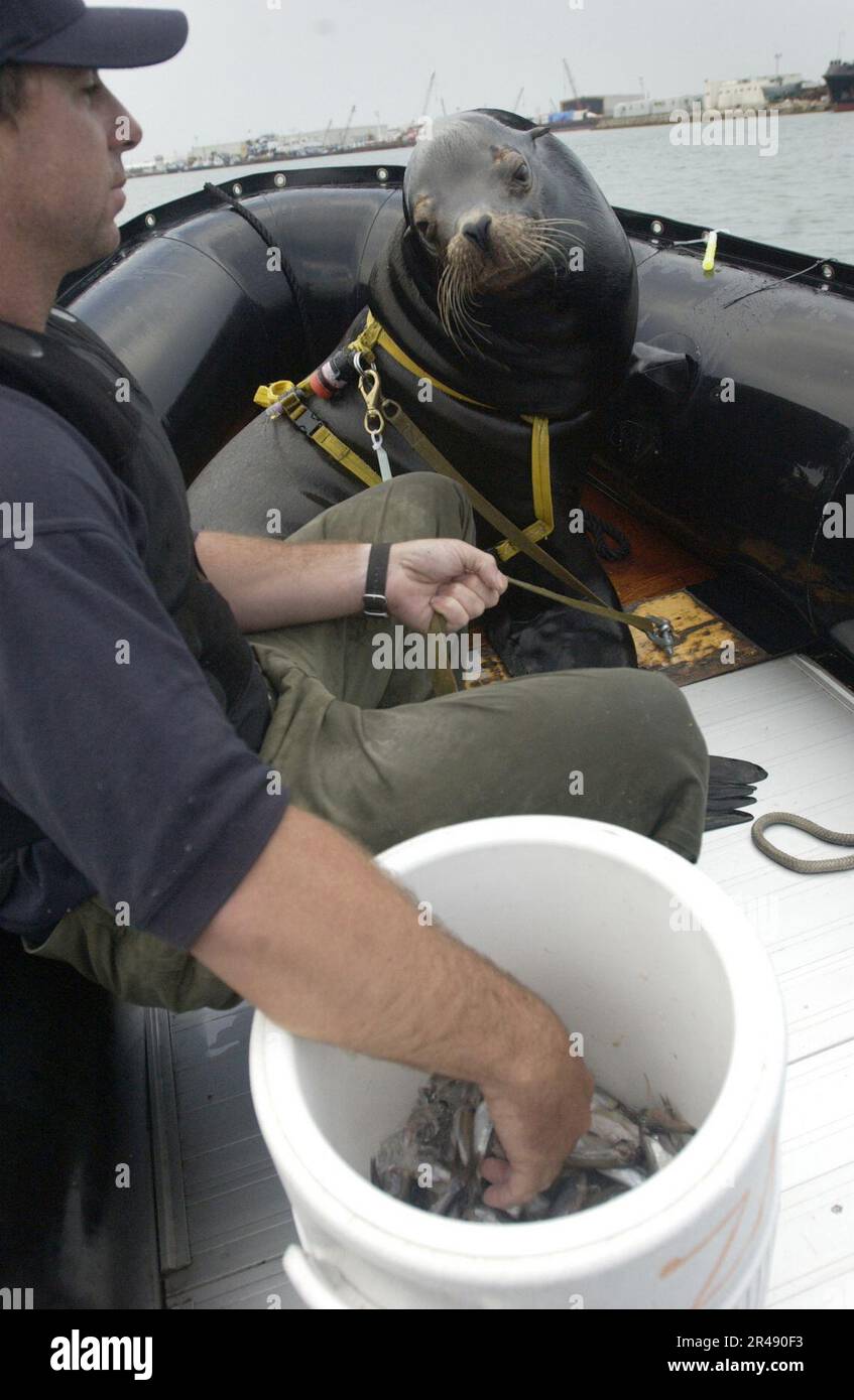 US Navy Zak, a 375-pound California sea lion waits patiently for a ...