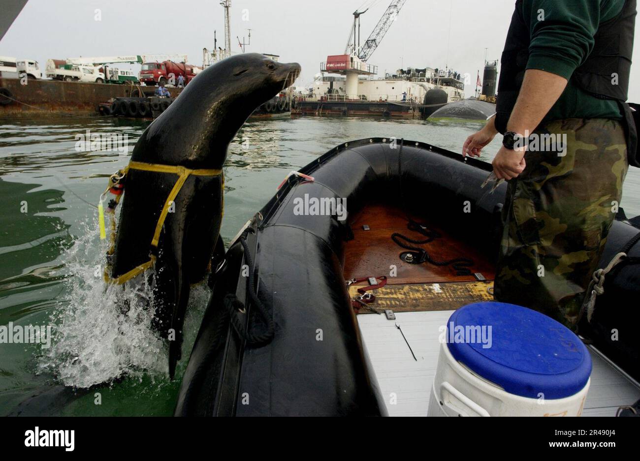 US Navy Zak, a 375-pound California sea lion, leaps back into the boat ...