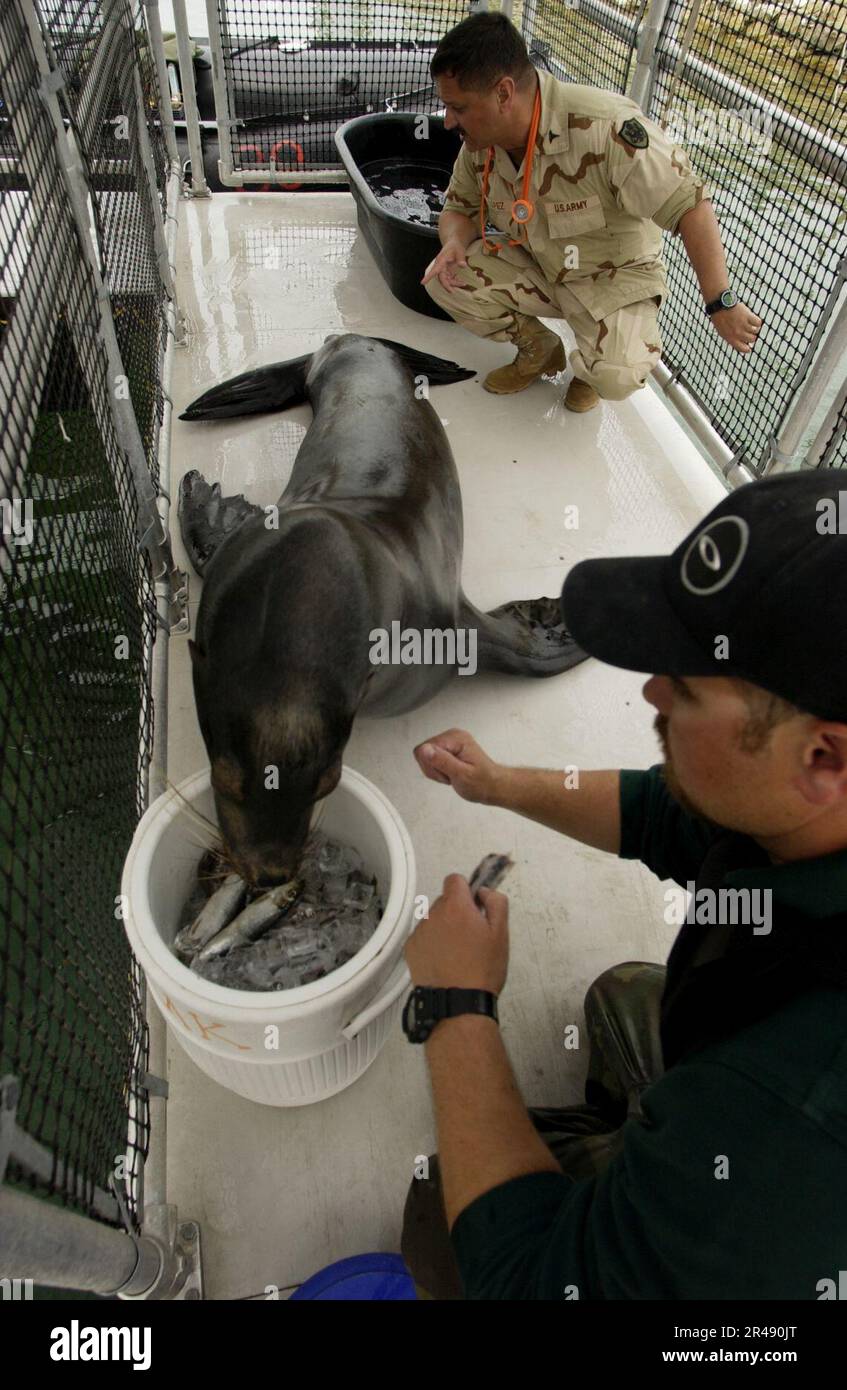 Us army physical historic hi-res stock photography and images - Alamy
