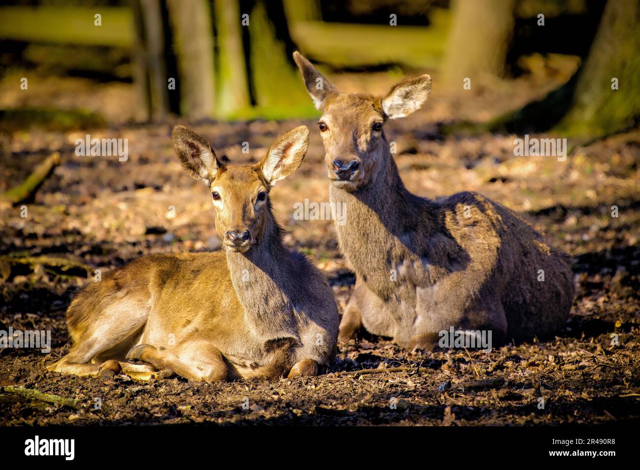 Two white-tailed deer resting in a peaceful wooded environment, their ...