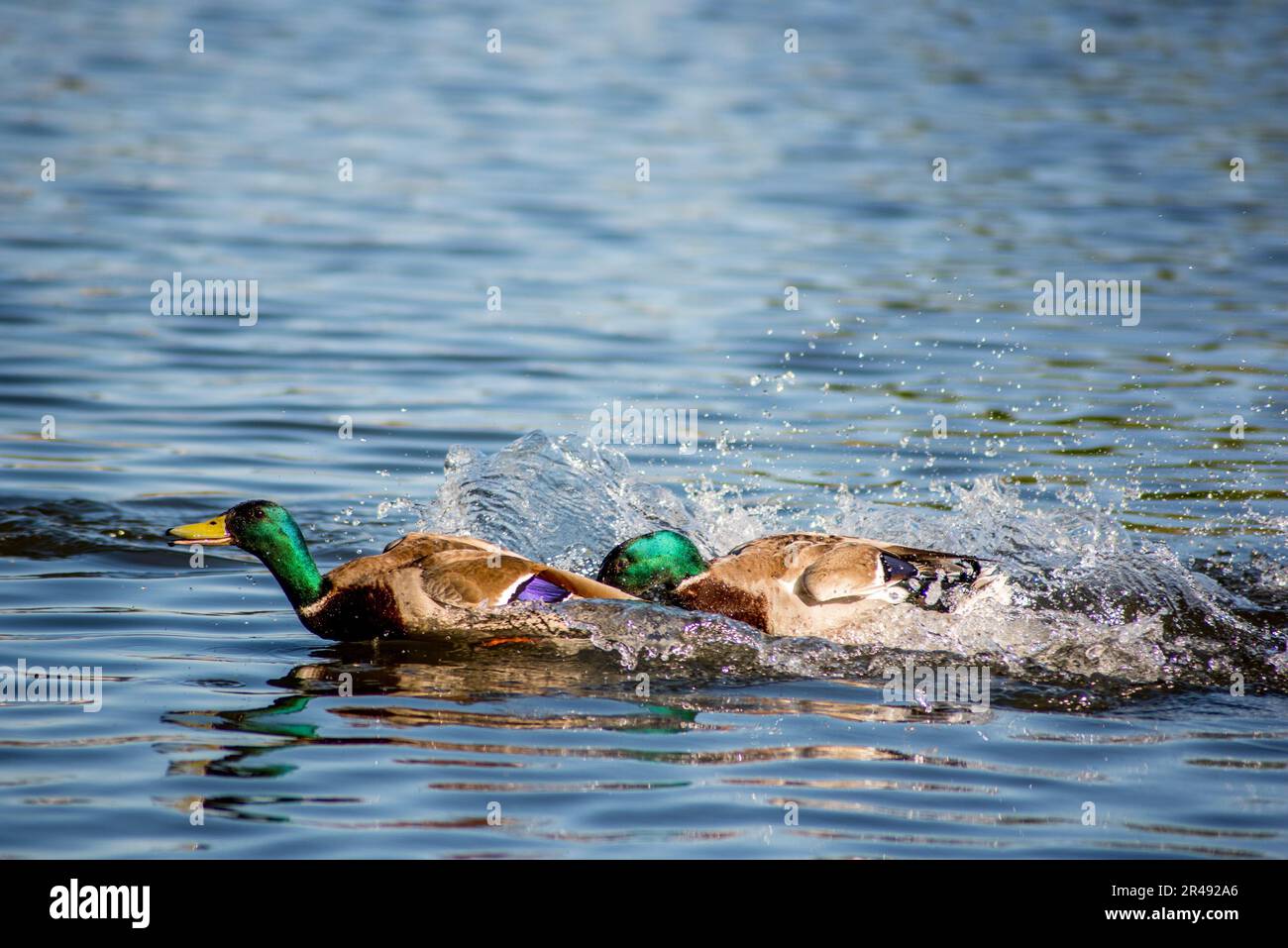 The mallard ducks swimming in the lake Stock Photo - Alamy