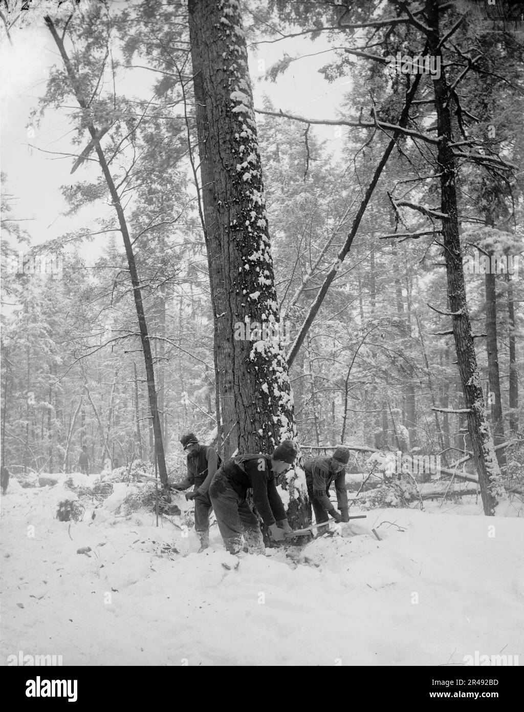 Industrial tree felling Black and White Stock Photos & Images - Alamy