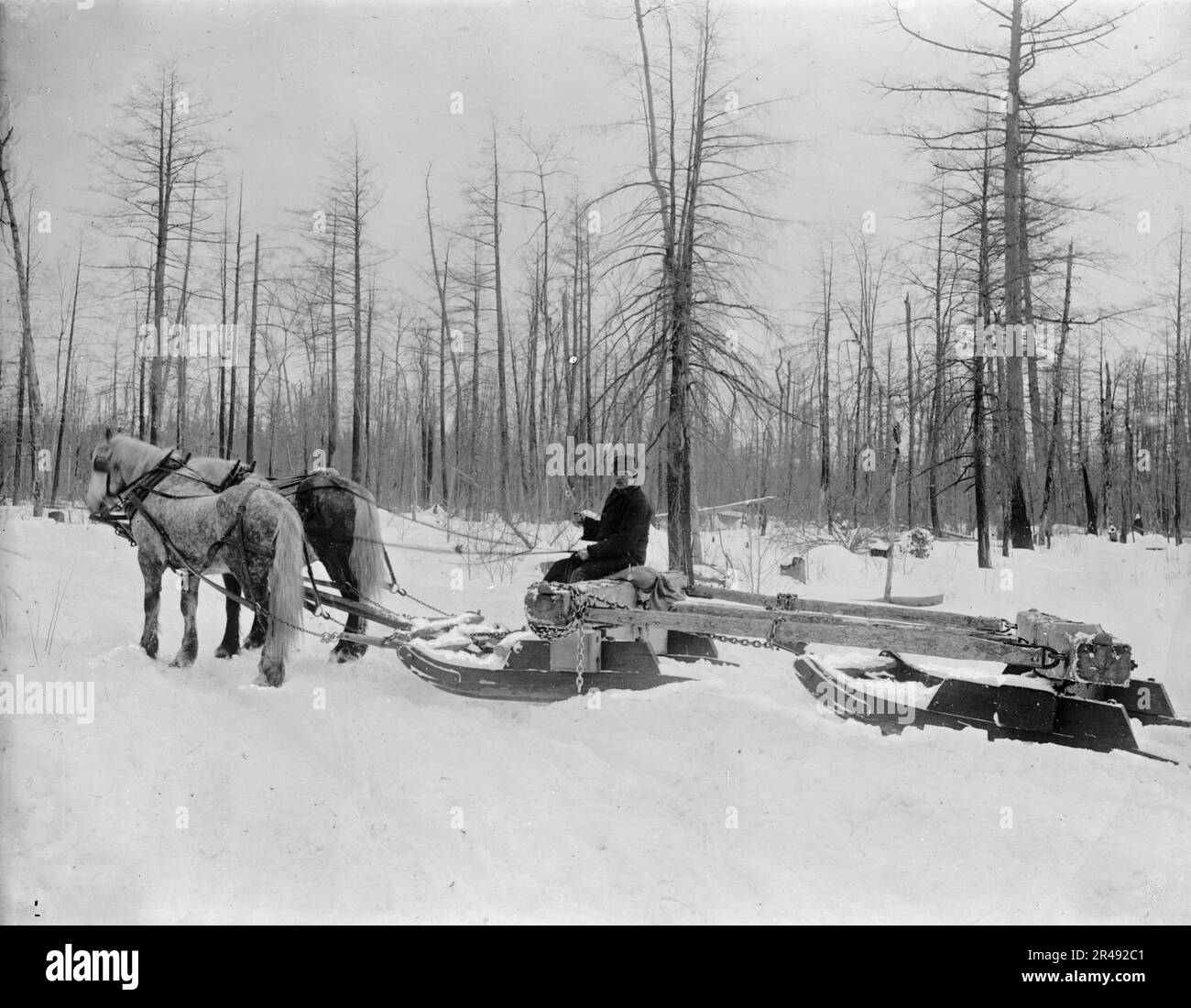 Logging forest in winter with horse hi-res stock photography and images ...