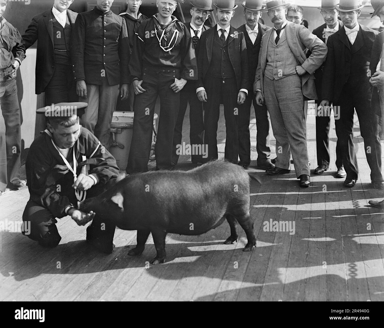 U.S.S. Iowa, pig taken from Spanish cruiser [Cristobal] Colon, ca 1898 ...