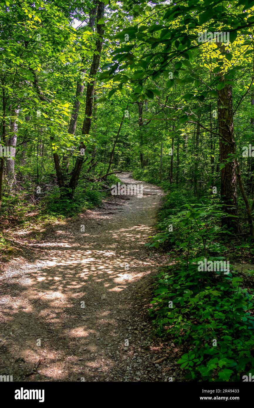 Pathway in the woods hi-res stock photography and images - Alamy