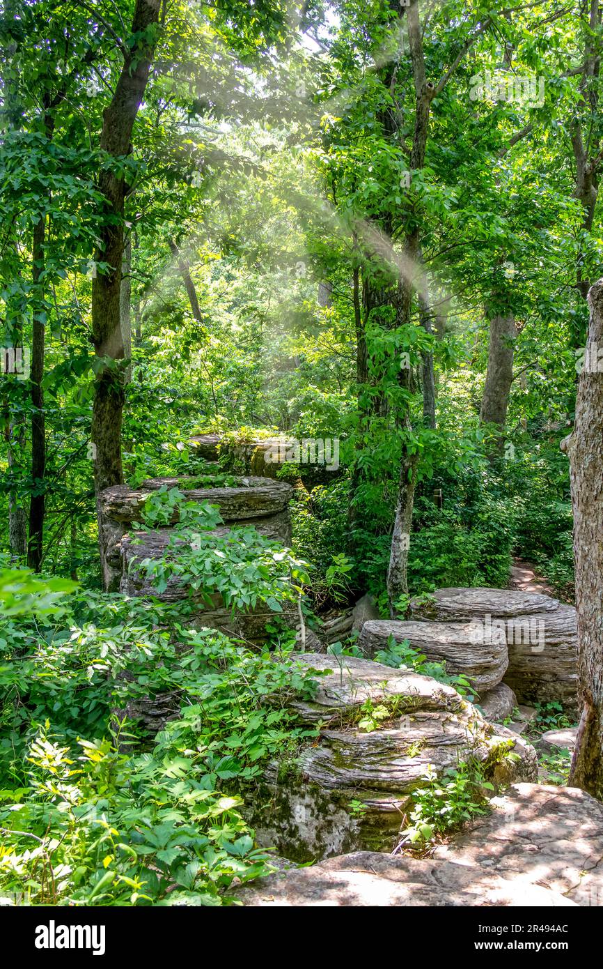 Pathway in the woods hi-res stock photography and images - Alamy