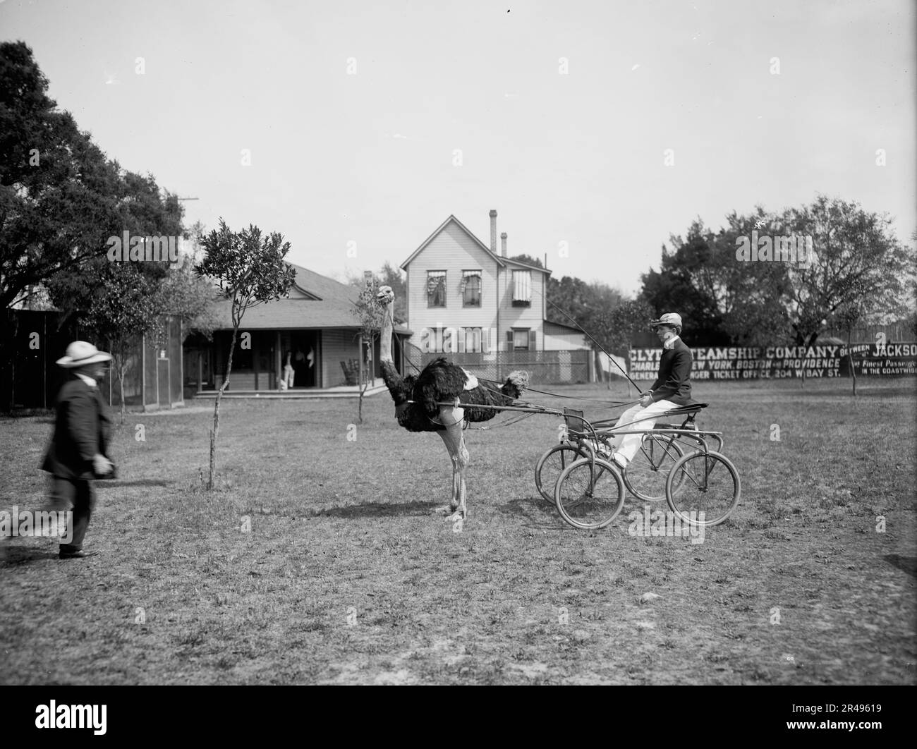 Oliver W., the famous trotting ostrich [at Florida Ostrich Farm ...