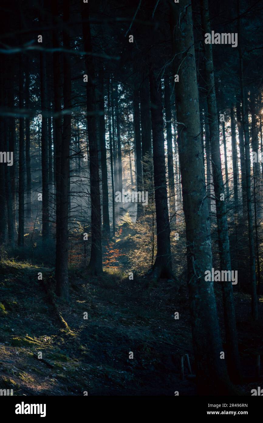 A dark forest with dense vegetation, dimly lit by sunlight Stock Photo ...