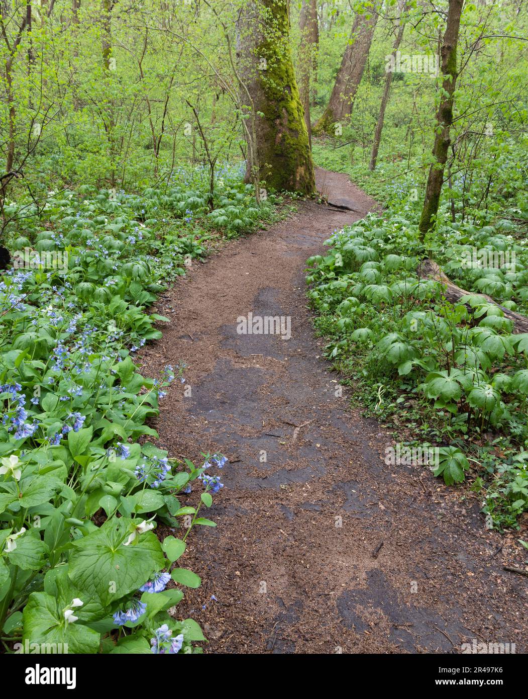 A narrow path surrounded by lush green trees. Shenks Ferry Wildflower ...