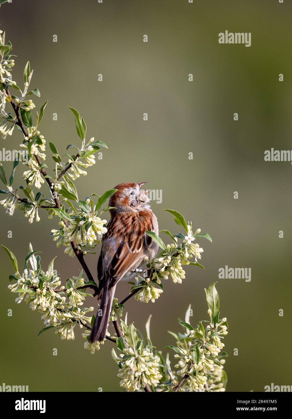 An American tree sparrow perched on a branch with blooming flowers ...