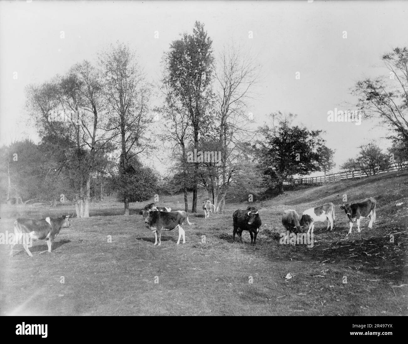 Cows farmland countryside pasture Black and White Stock Photos & Images ...