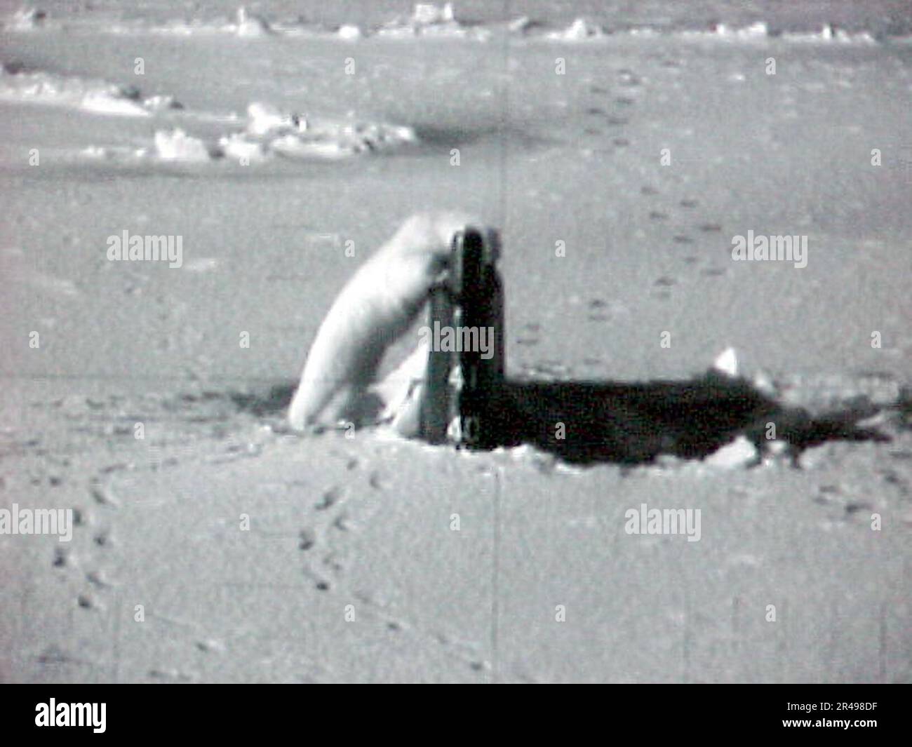US Navy Polar Bear attacks Sub Stock Photo - Alamy