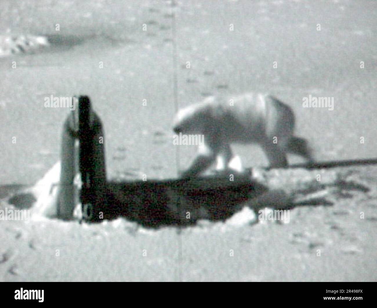 US Navy Polar Bear Attacks Sub Stock Photo - Alamy