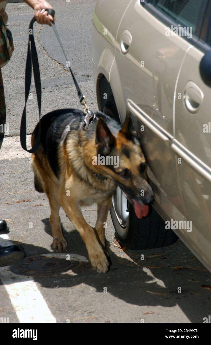 US Navy Chico, a military working dog, leads his trainer around a ...