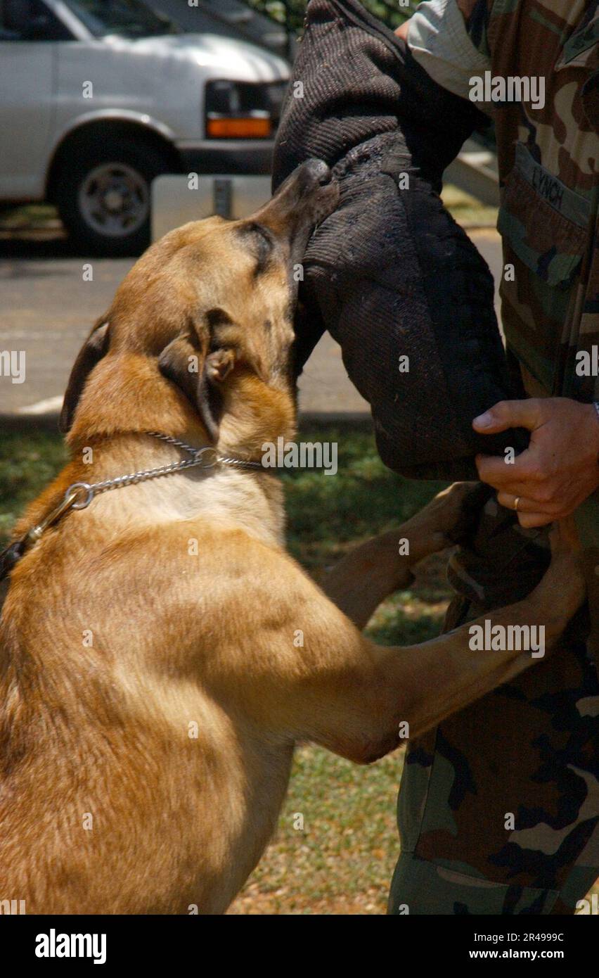 US Navy Military Working Dog, Rossi, shows his attack skills during a ...