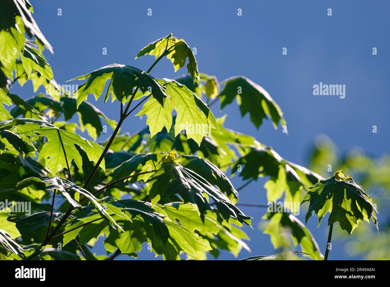 A lush tree with vibrant green leaves, its outstretched branches ...