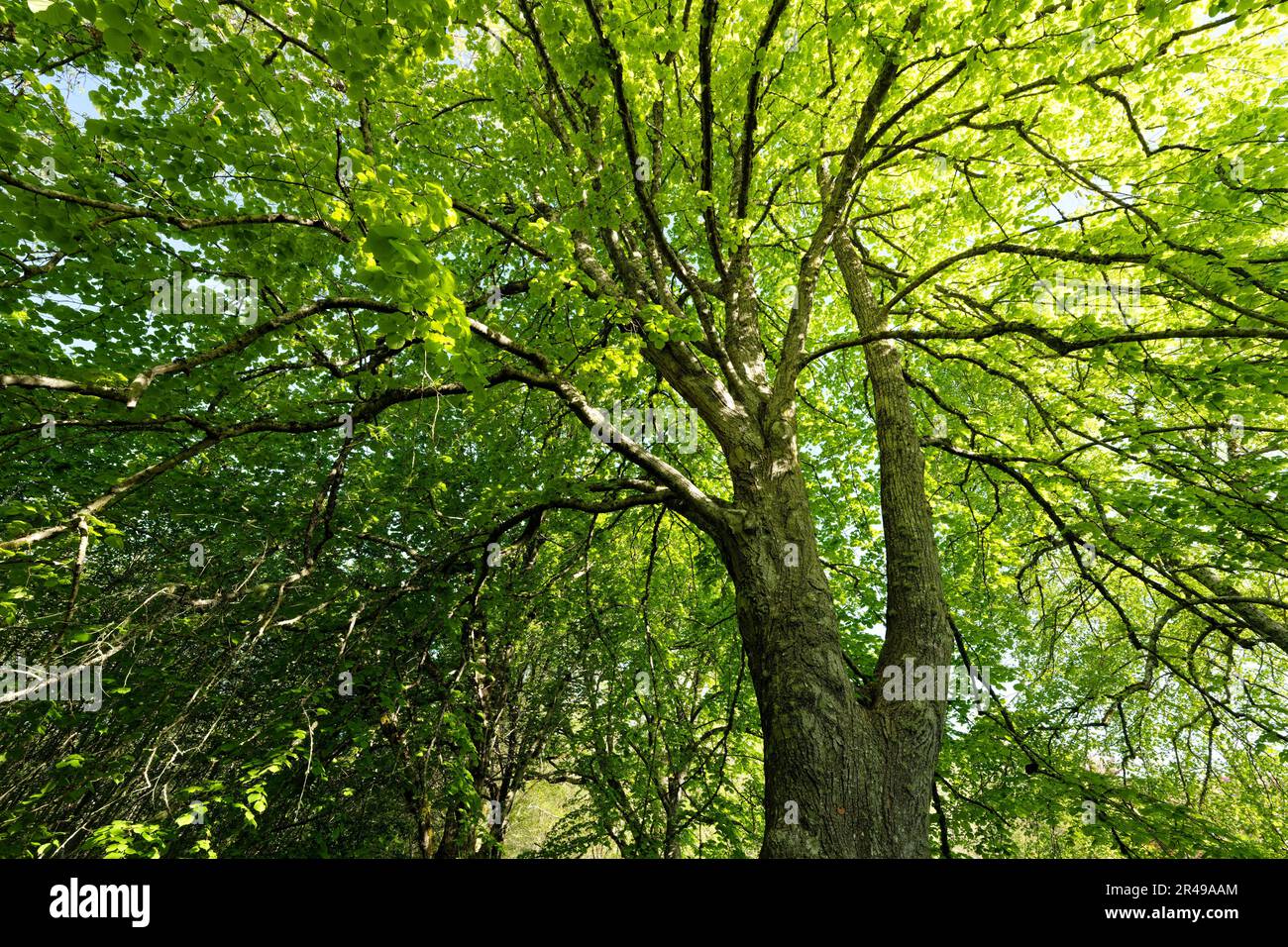 An expansive tree with lush green foliage and tall leaves stands in the ...
