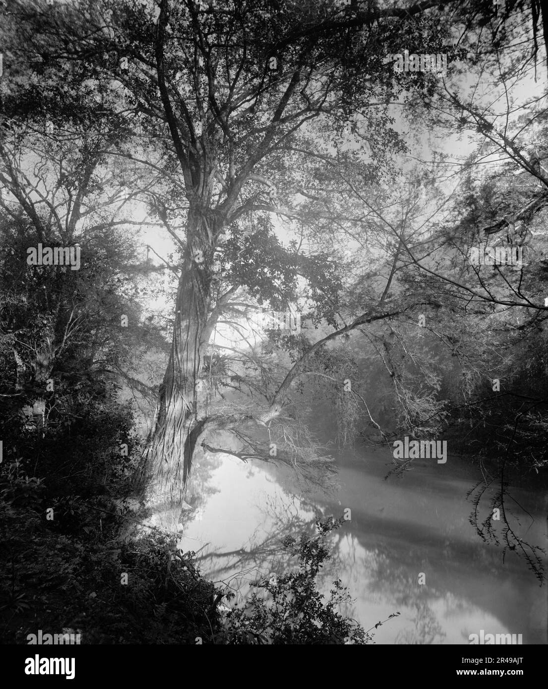 Cypress trees river Black and White Stock Photos & Images - Alamy