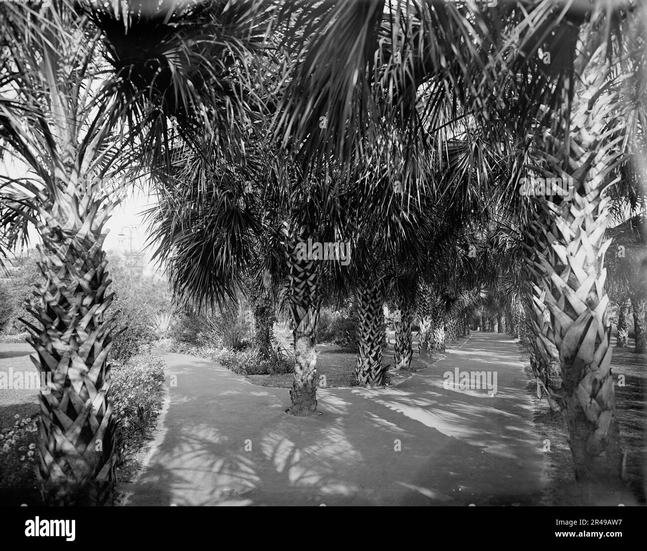 View palm trees hotel Black and White Stock Photos & Images - Alamy