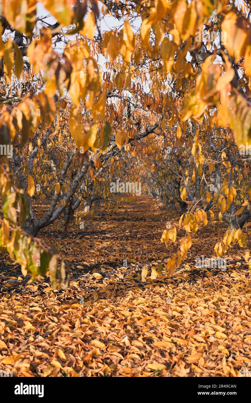 Showcasing vibrant yellows hi-res stock photography and images - Alamy