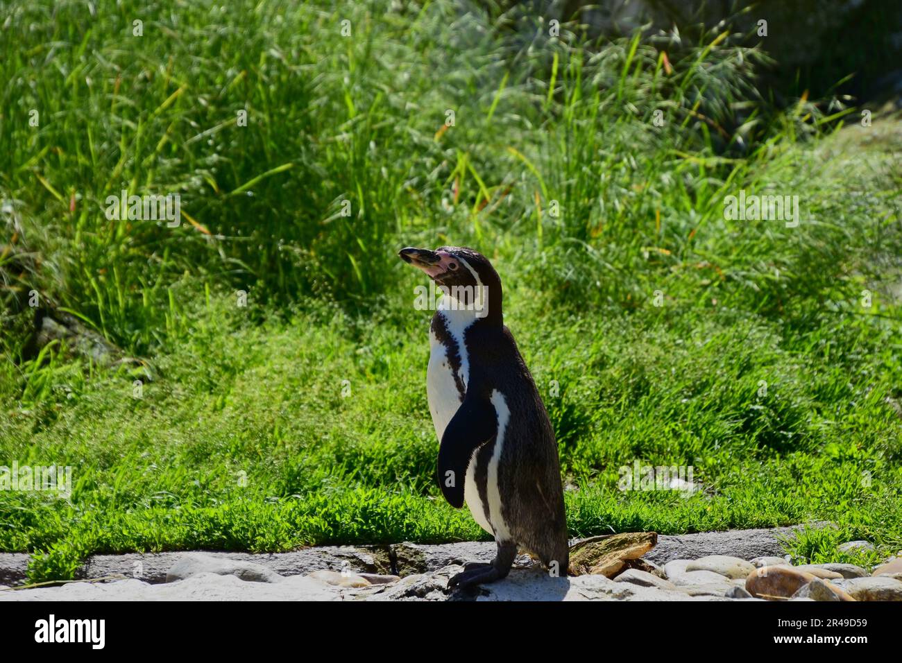 A penguin stands up on its hind legs, gazing upwards in a curious ...