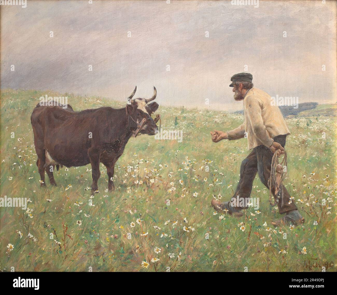 Catching cow hi-res stock photography and images - Alamy