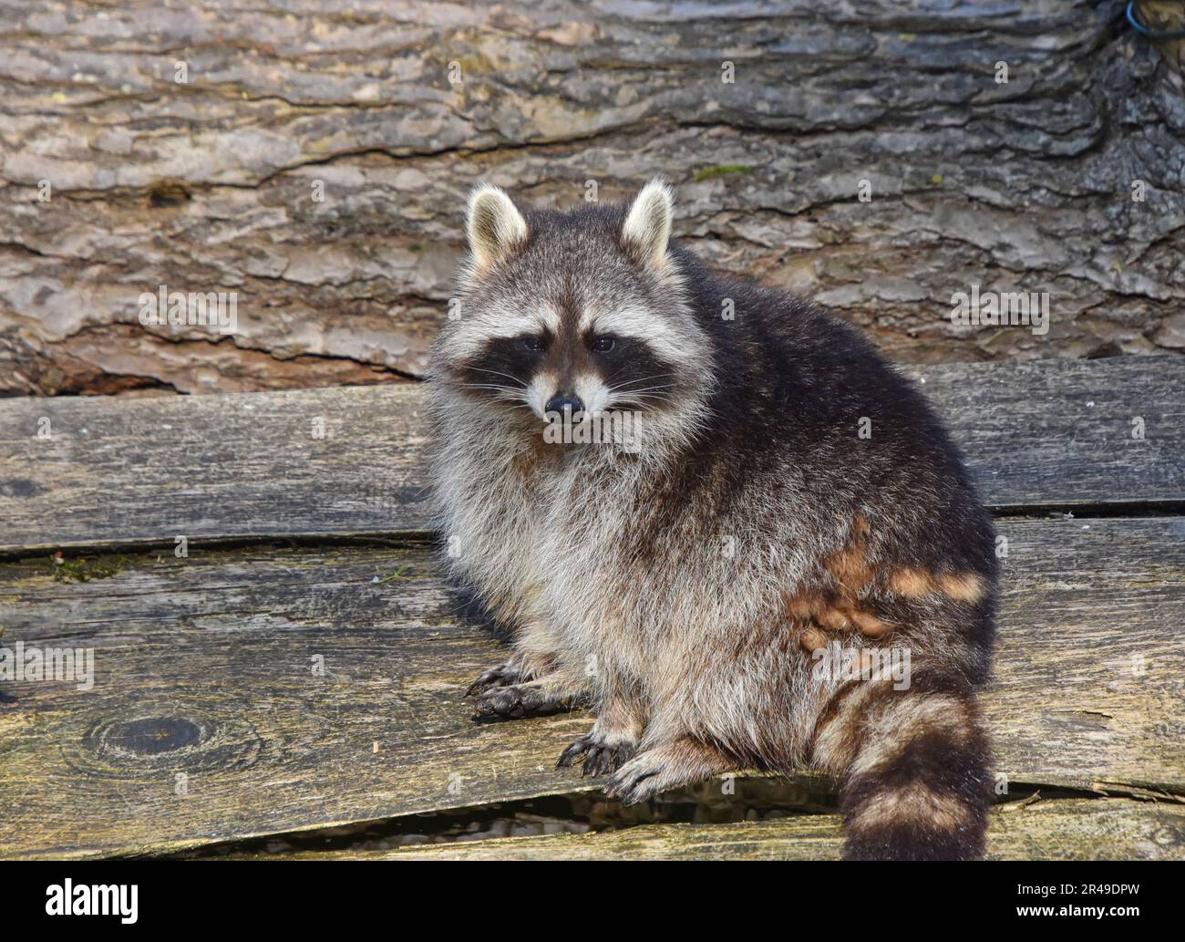 A curious raccoon perched atop a log, overlooking its natural habitat ...