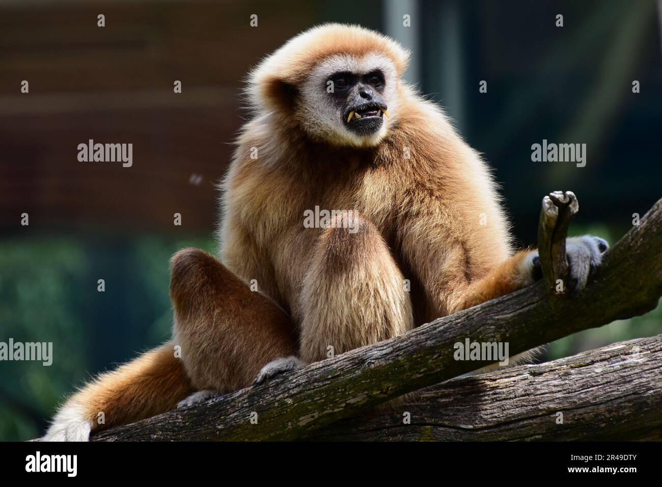 A close-up of a curious, exotic monkey perched on the branch of a tree ...