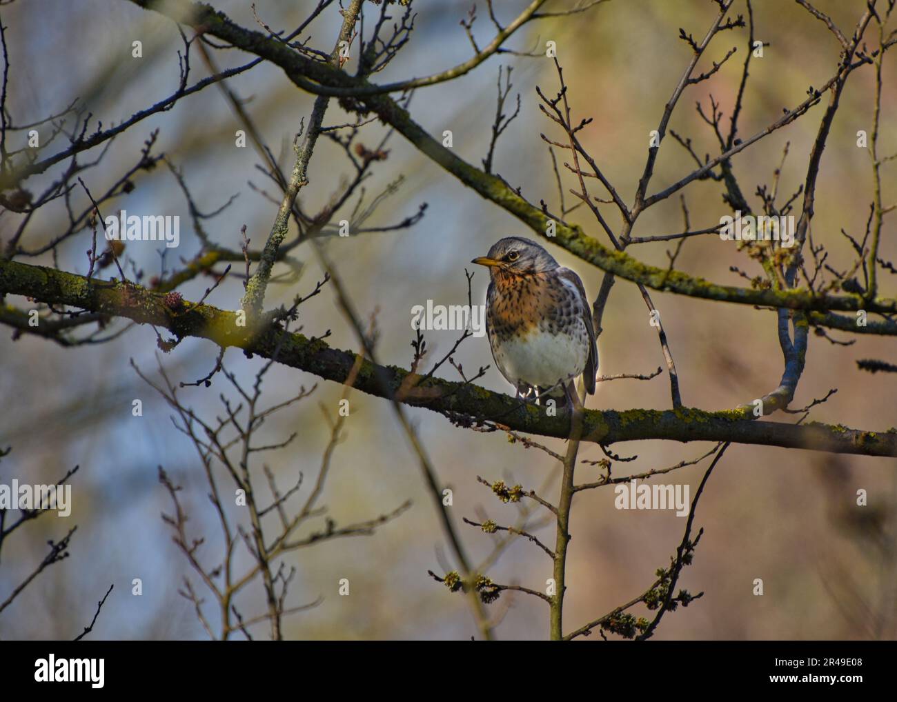 A small bird perched atop a barren tree branch Stock Photo - Alamy