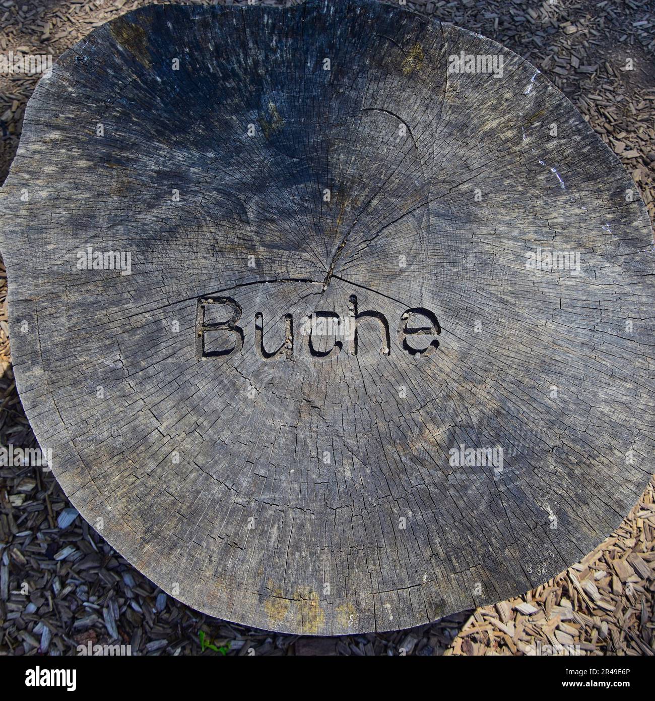 A close-up of a tree stump with the word 'Buche' carved into it Stock ...