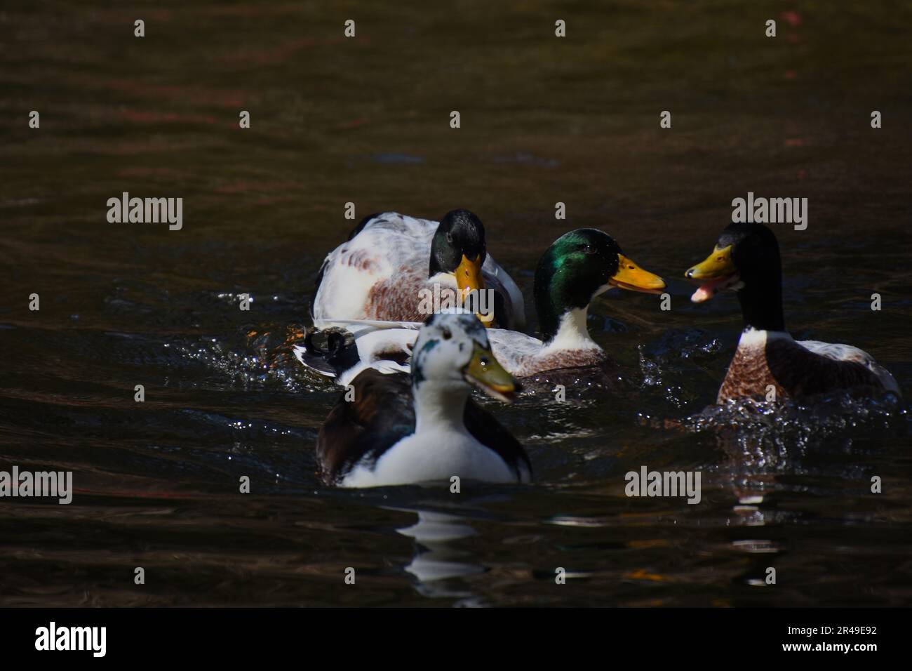 A flock of ducks gliding in the water, one with its beak open as it ...
