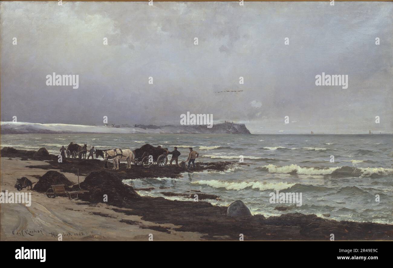 Loading seaweed on the beach at Hornbæk, 1882 Stock Photo - Alamy
