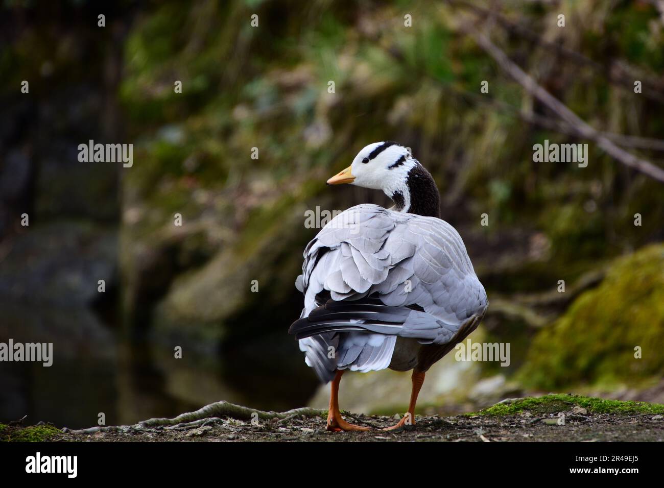 An adult duck stands proudly atop a mossy rock, its feathers glimmering ...