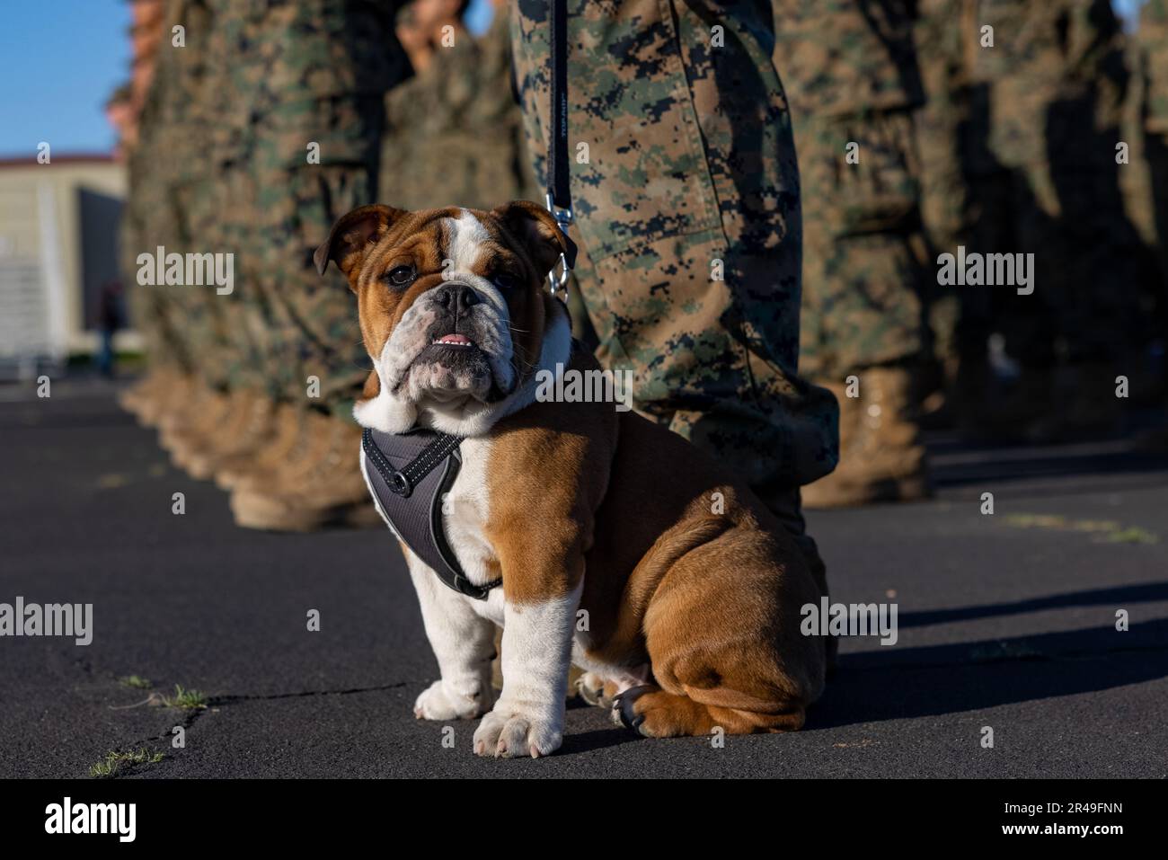 U.S. Marine Corps recruit Bruno, the mascot in training, participates ...