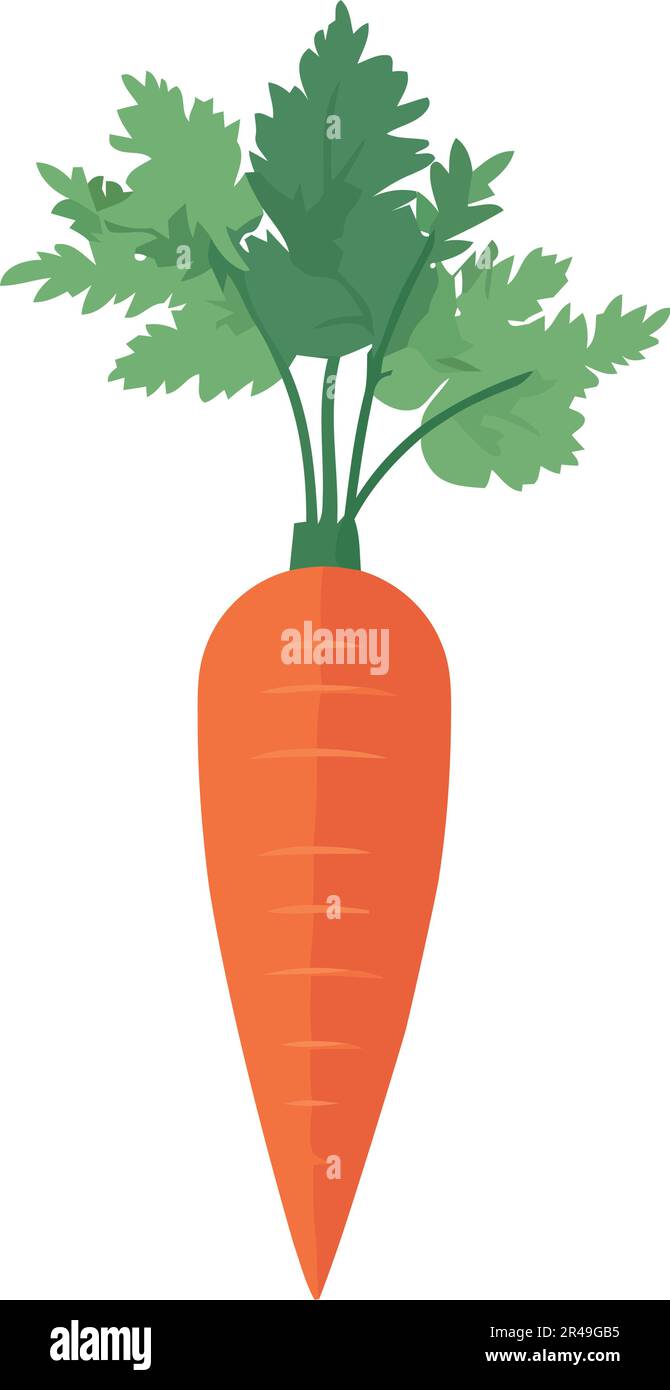 Fresh carrot vector design Stock Vector Image & Art - Alamy