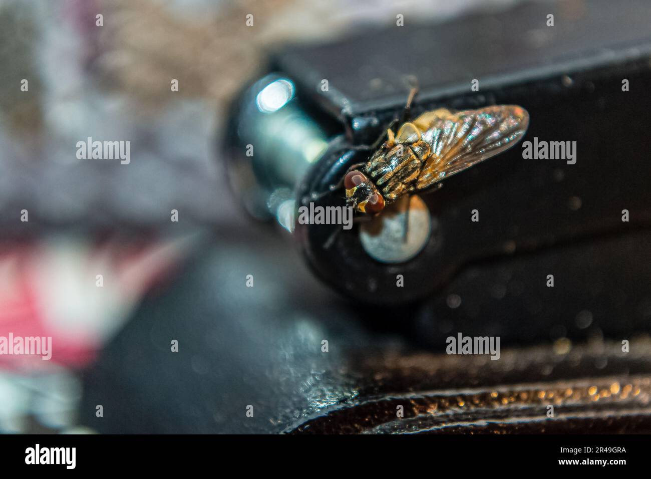 One winged hi-res stock photography and images - Alamy