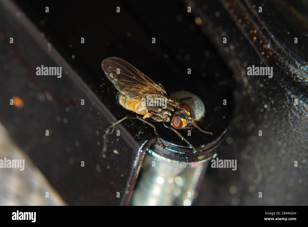 One winged hi-res stock photography and images - Alamy