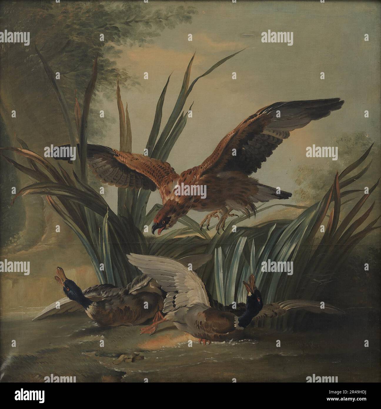 A Hawk Pouncing on a Pair of Ducks, 1701-1755 Stock Photo - Alamy