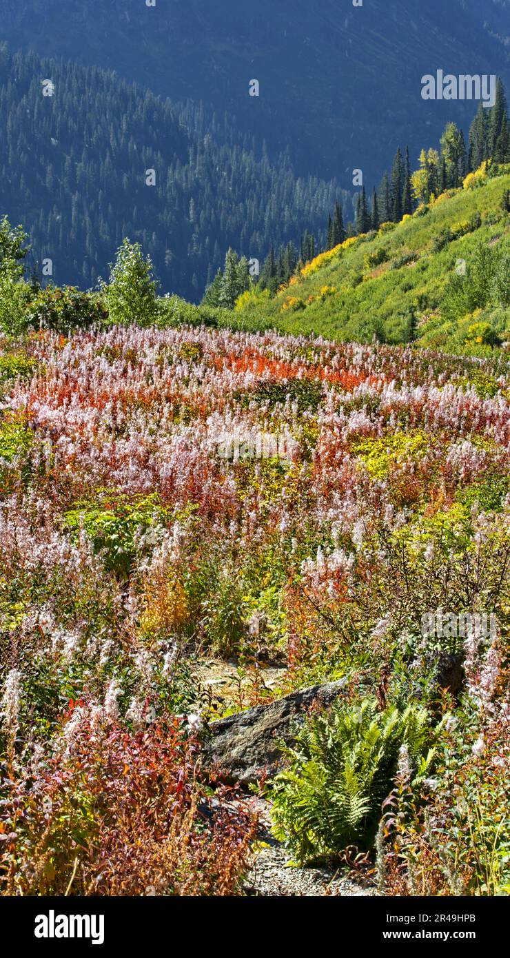 Beautiful autumn color at Paradise Meadow along Going to the Sun Road ...